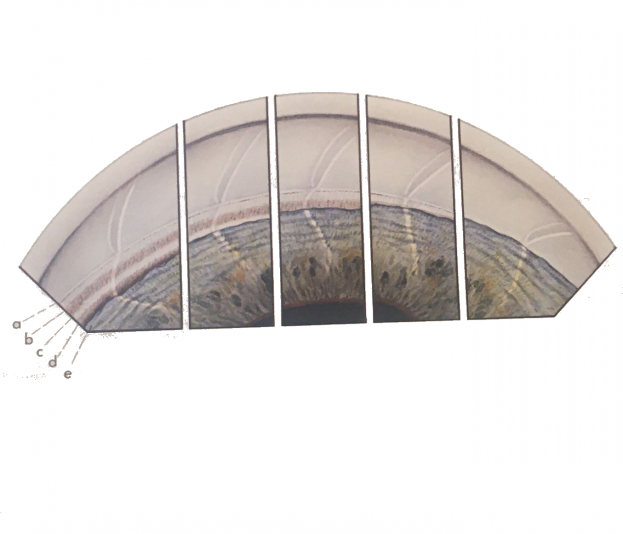 Mr Eyes - Eye Care For The Family